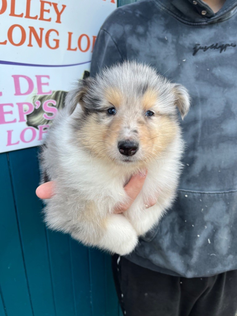 Chiot Colley à poil long - CHIOT De Pepsie Pep's