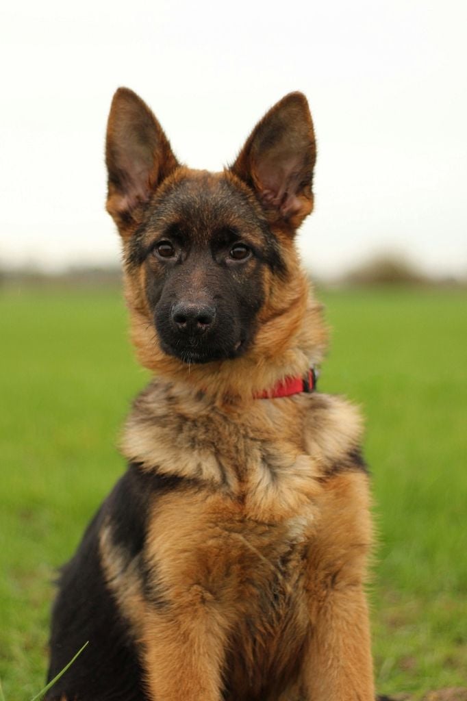 Chiot - Elevage de la Presqu'Ile Guerandaise - eleveur de chiens Berger ...