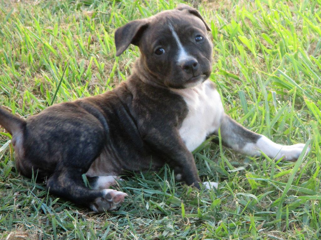 Photo - Elevage Devilsh Am Staf - eleveur de chiens American ...