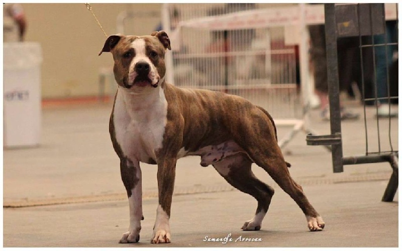 Chien - Elevage Devilsh Am Staf - eleveur de chiens American ...