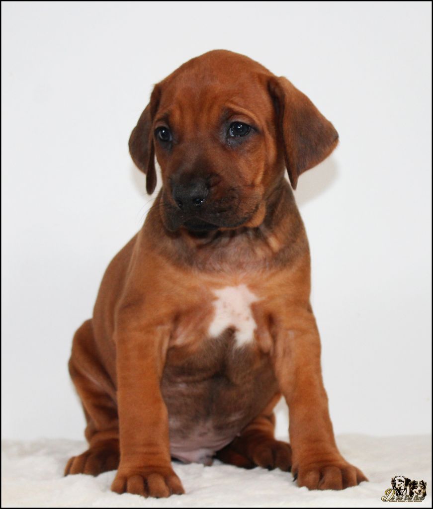 Chiot - Elevage De Sol Del Norte - eleveur de chiens Rhodesian Ridgeback
