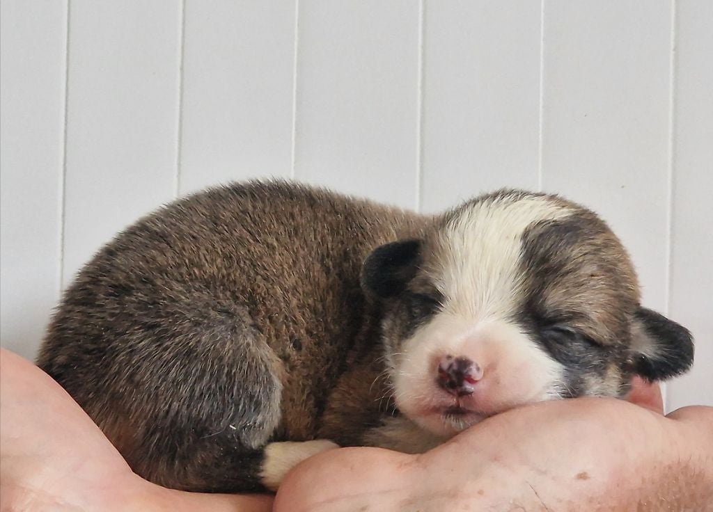 Chiot Welsh Corgi Pembroke - CHIOT 2 de la vallée de l'empereur