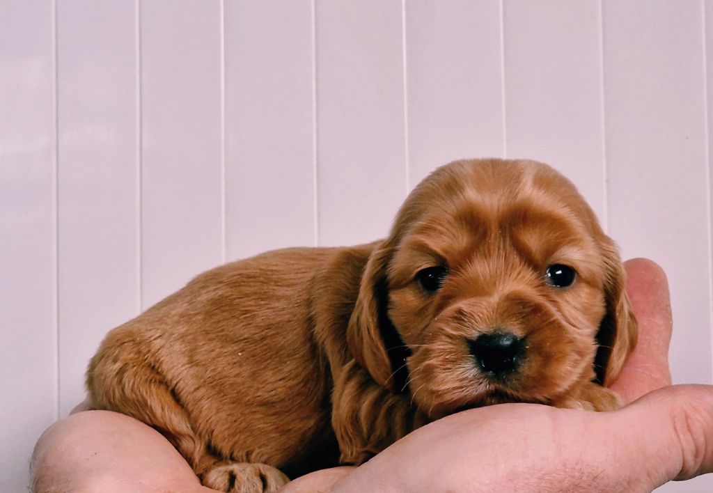 Chiot Cocker Spaniel Anglais - Vicky de la vallée de l'empereur