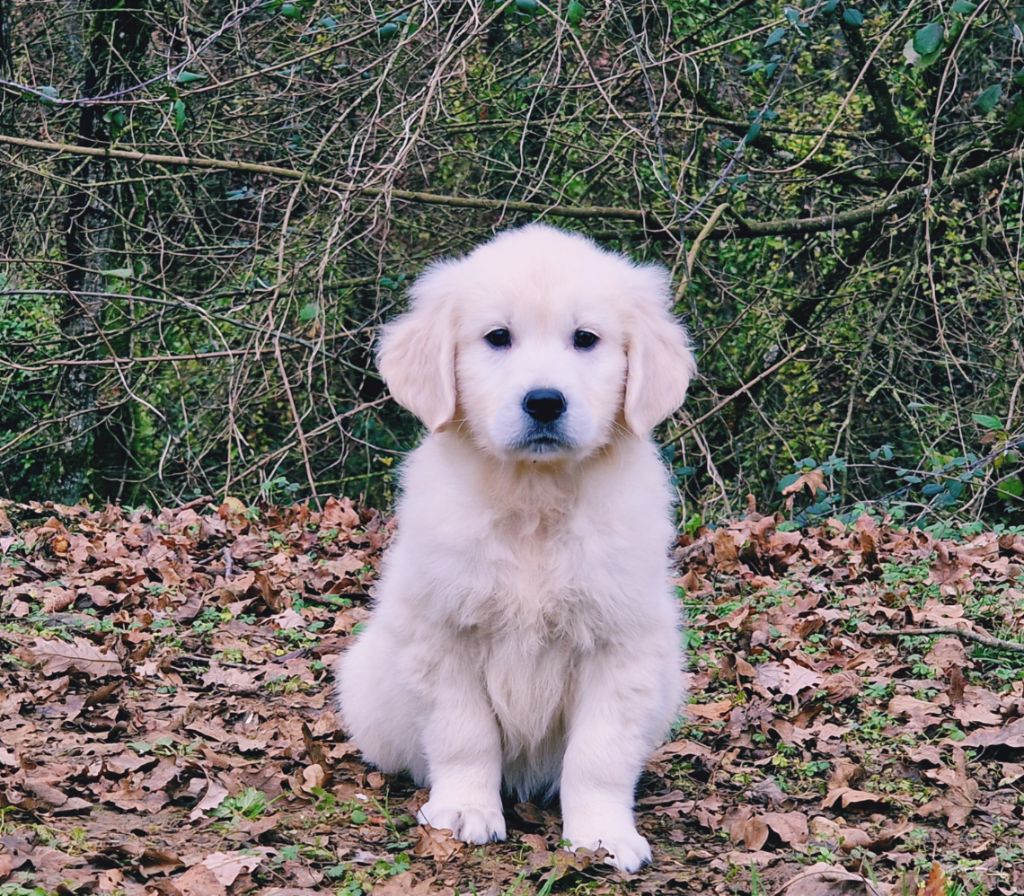 Chiot Golden Retriever - CHIOT 1 de la vallée de l'empereur