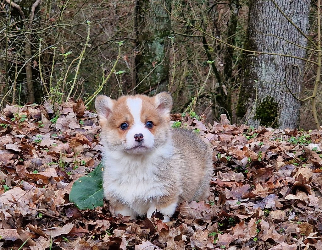 Chiot Welsh Corgi Pembroke - CHIOT 1 de la vallée de l'empereur