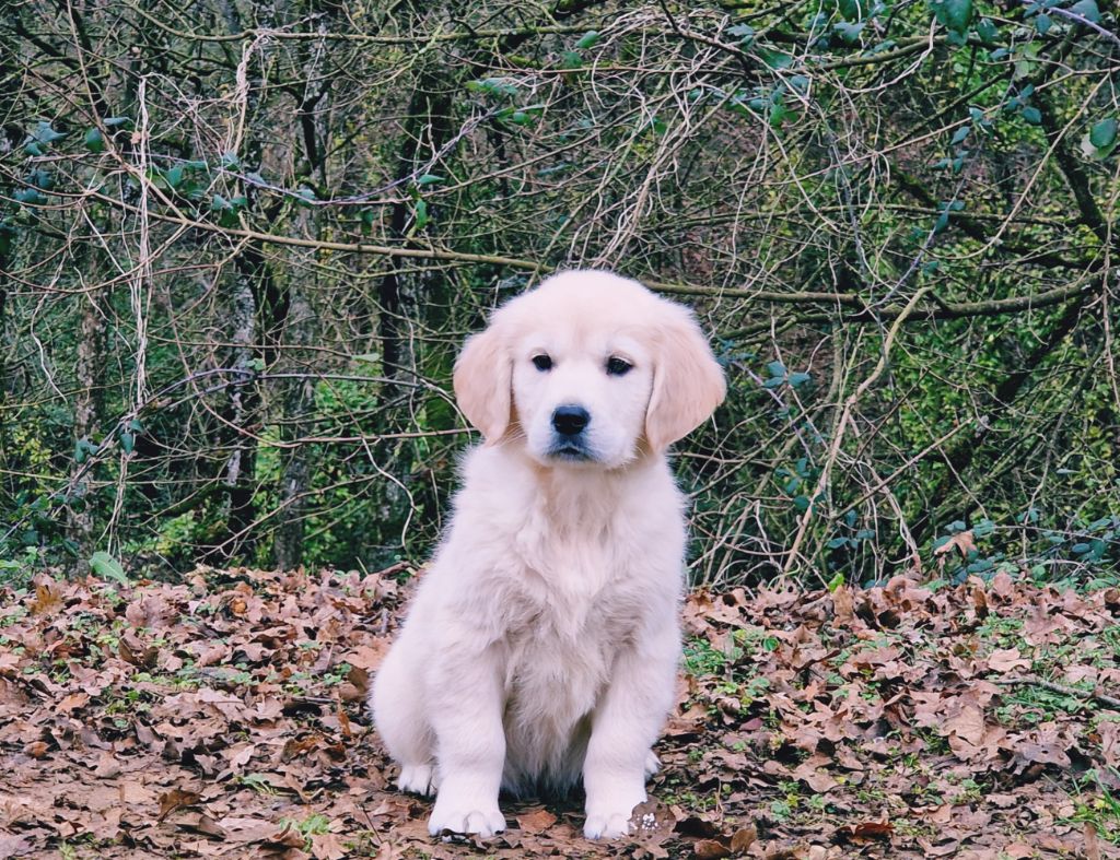 Chiot Golden Retriever - CHIOT 2 de la vallée de l'empereur
