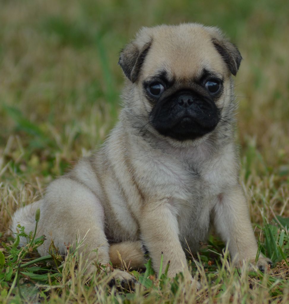 Chiot Carlin - CHIOT 3 of three love angel