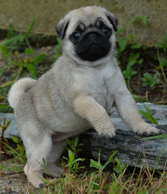 Chiens de France - Achat et vente de chiots de race issus d'élevages