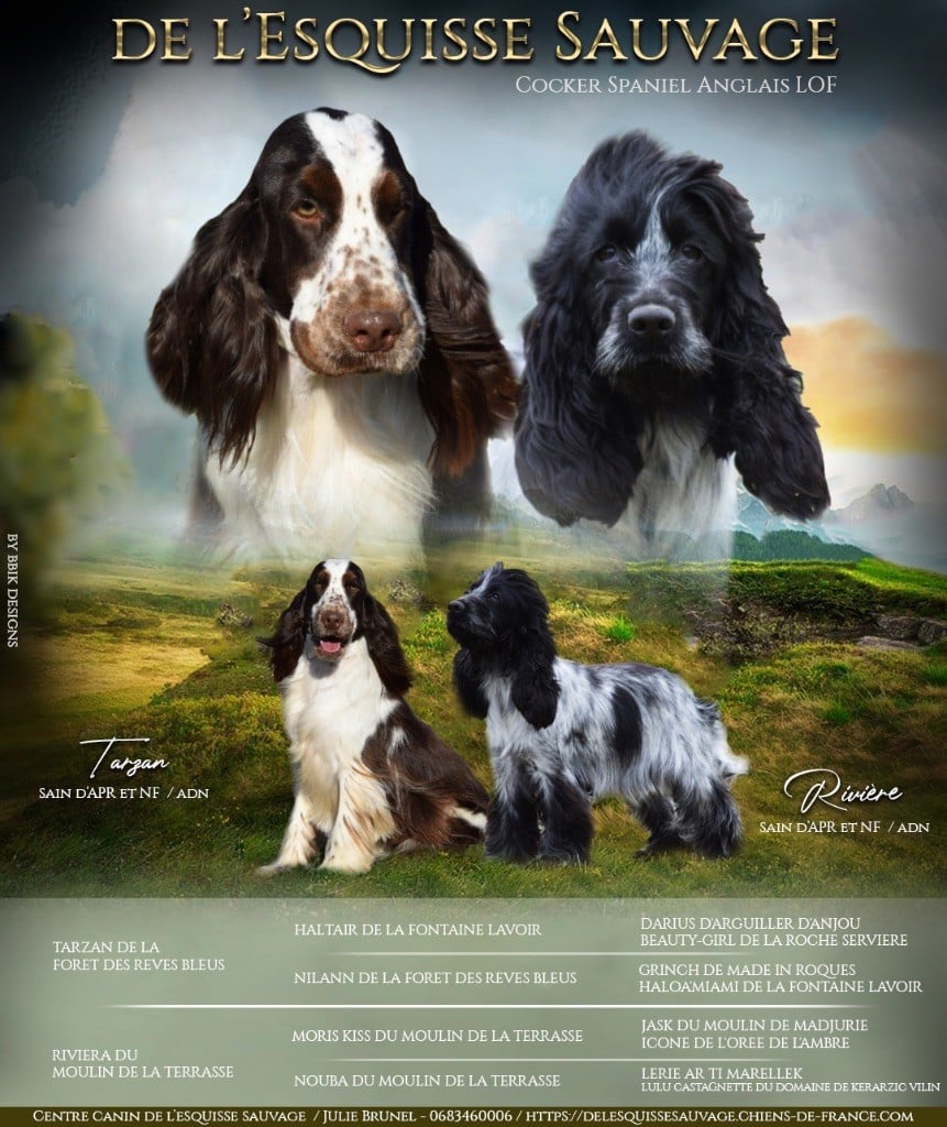 Tous nos chiots à vendre de race Cocker Spaniel Anglais en France