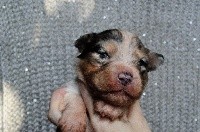 Chiens de France : Achats / Ventes de chiots de race issues d'élevage