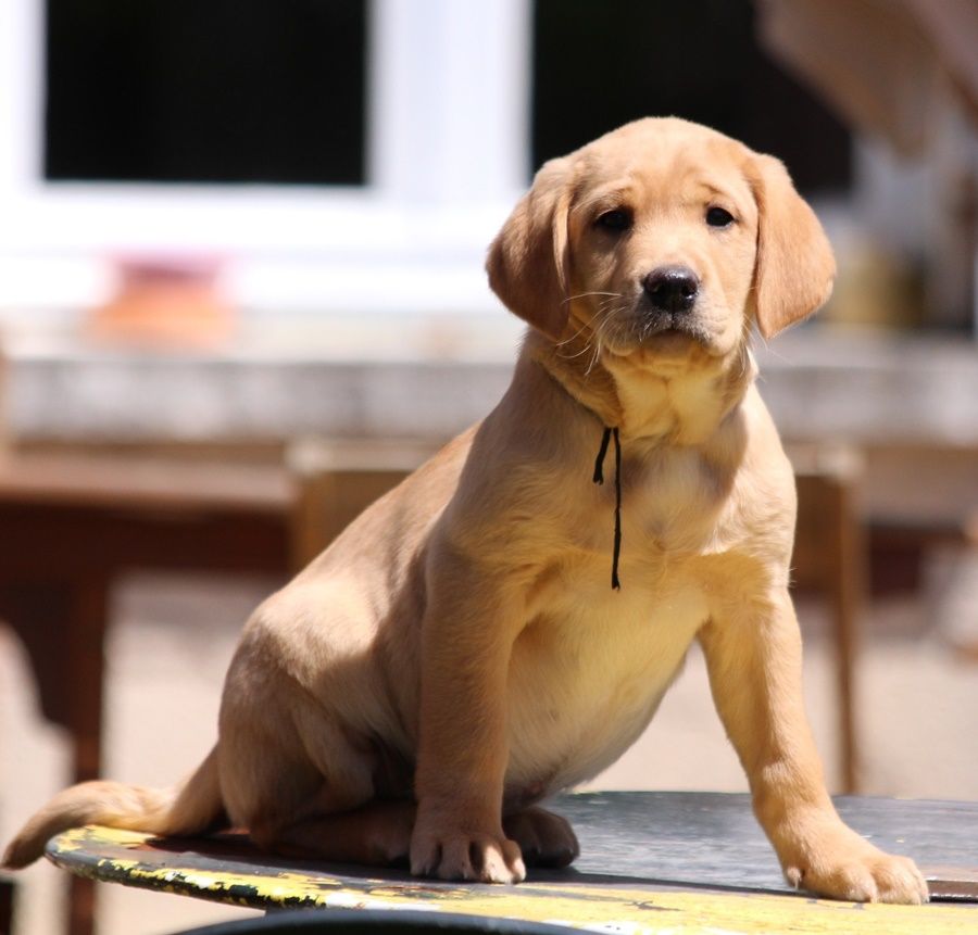 Chiots à vendre - Elevage Connivence - eleveur de chiens Labrador Retriever