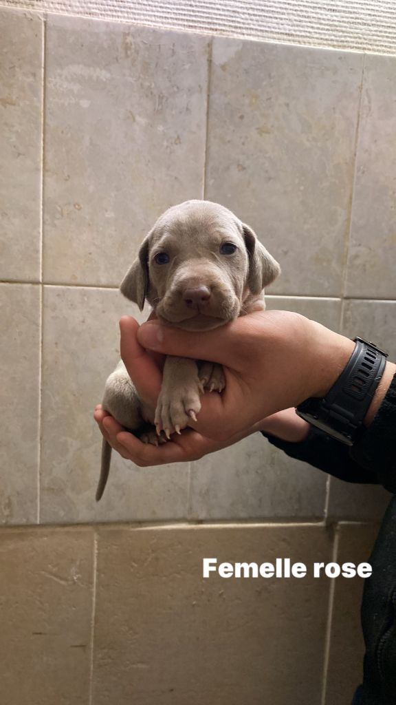 Chiot Braque de Weimar - CHIOT 6