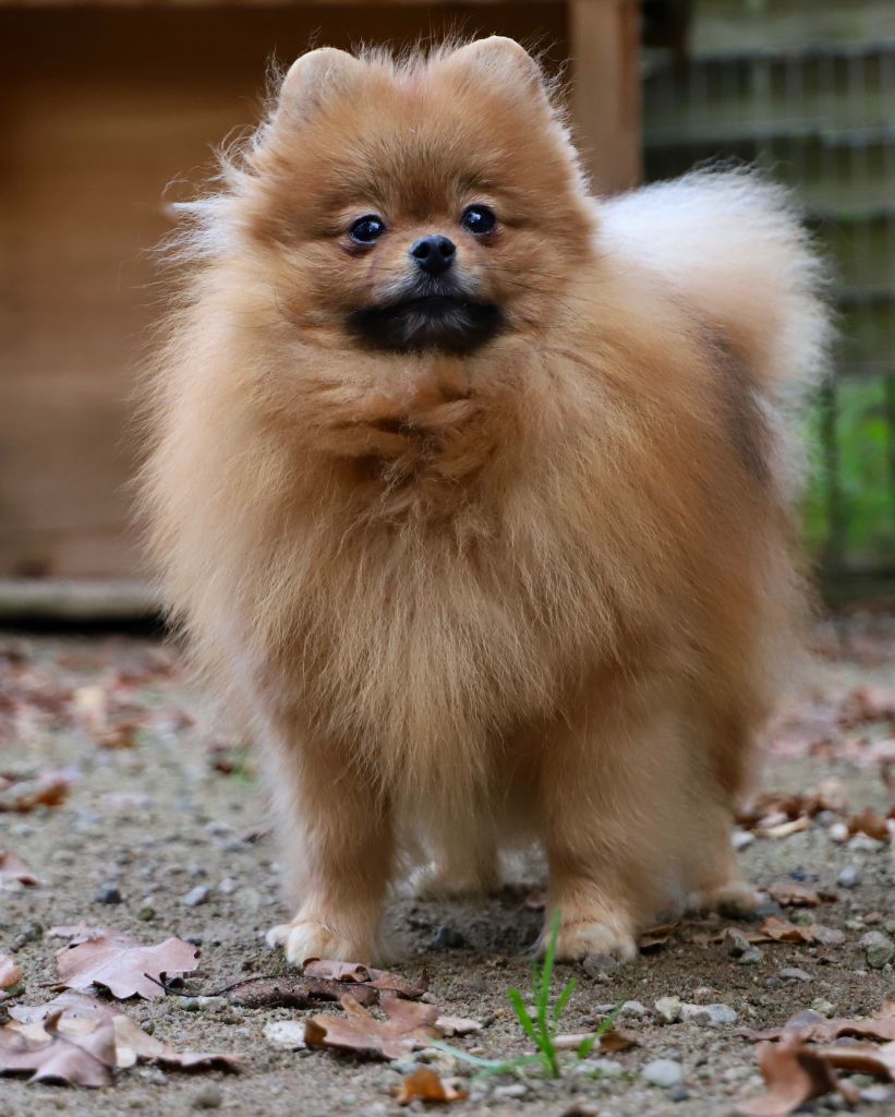 Chien Spitz allemand Olaya du domaine de la Tournelle