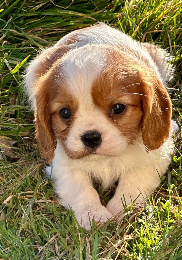 Chiot Cavalier King Charles Spaniel - CHIOT du domaine de la Tournelle