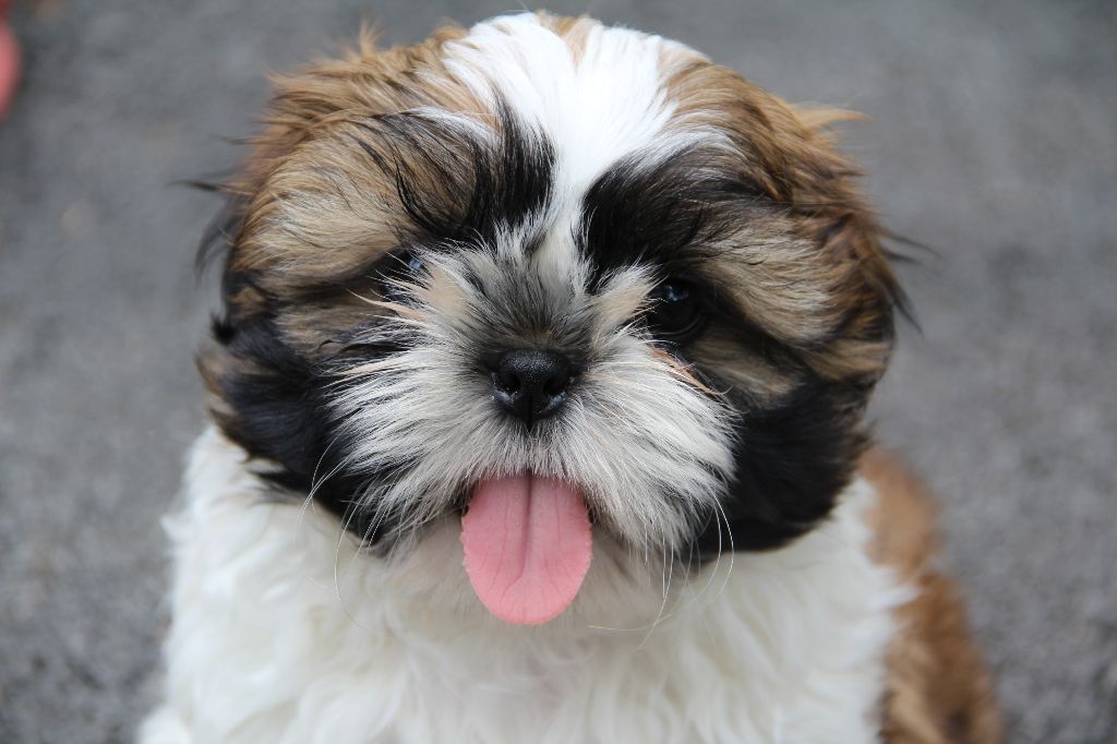 Chiot - Elevage Du Pin Franc - eleveur de chiens Shih Tzu