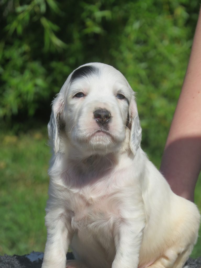 Chiot Setter Anglais - CHIOT Du Terroir De Saintonge