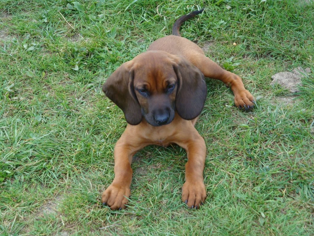Photo - Elevage De La Clé Des Coeurs - eleveur de chiens chien de Rouge ...