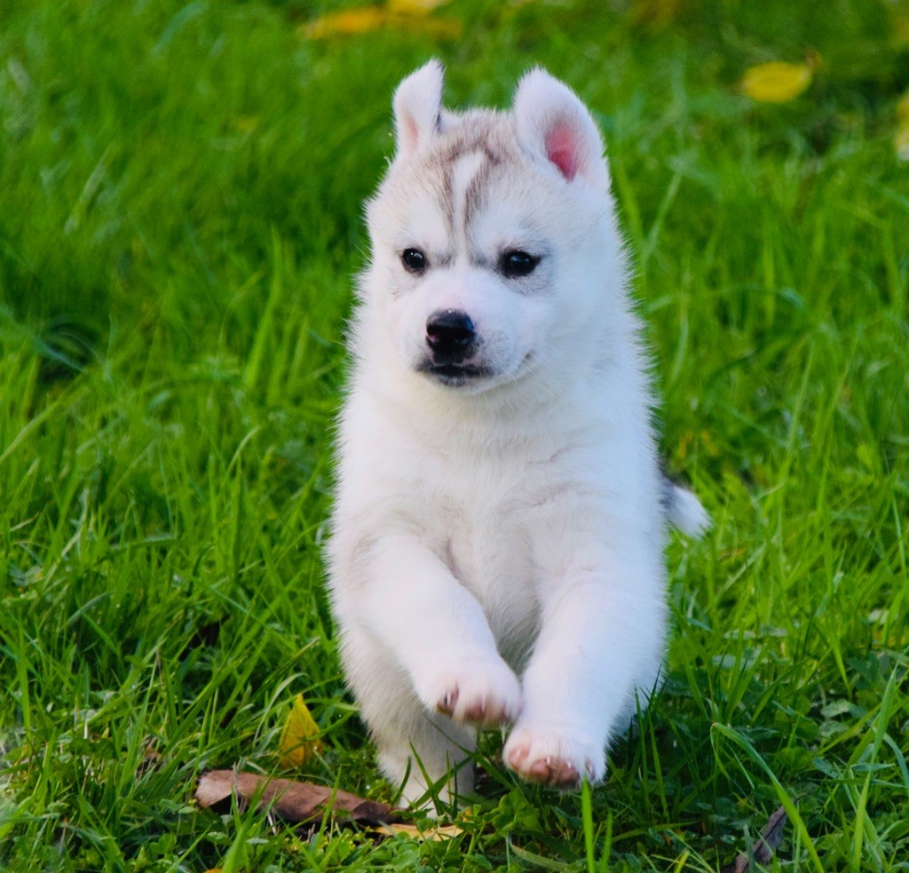 Chiot - Elevage Of Eternal Nordic Stars - eleveur de chiens Siberian Husky