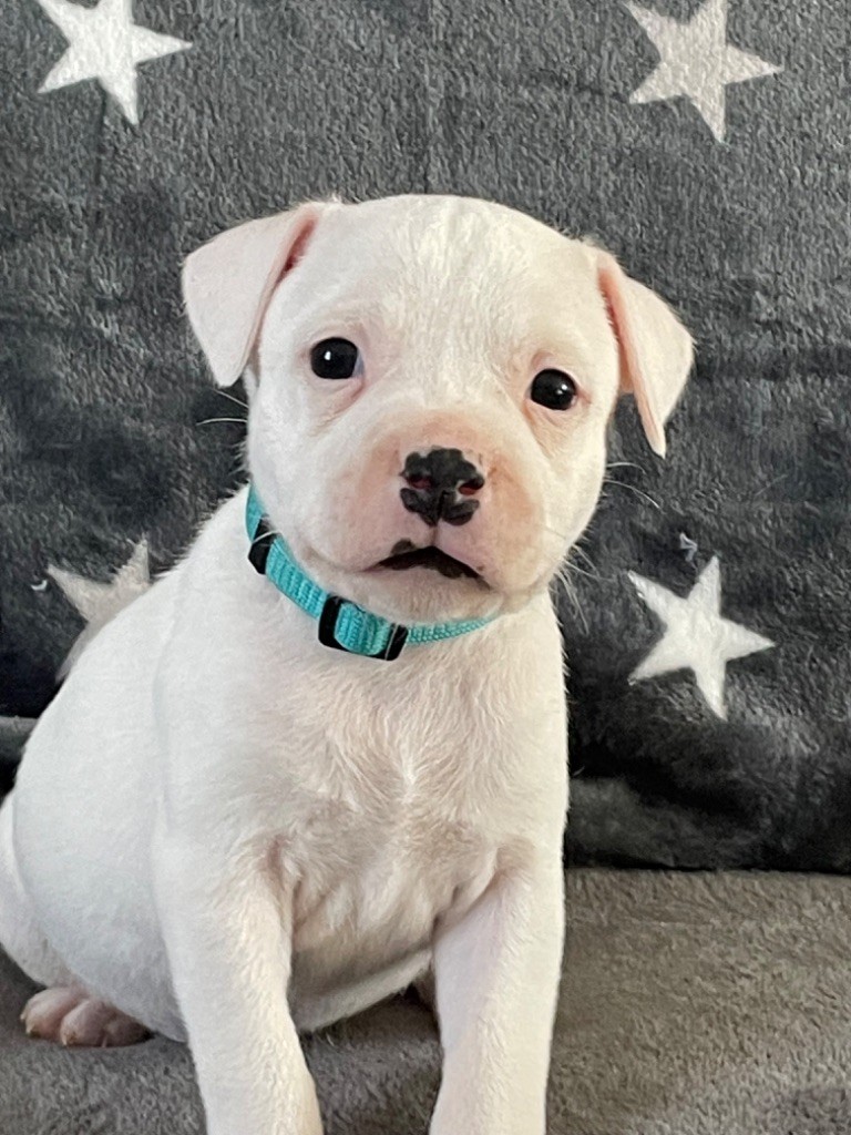 Chiot Staffordshire Bull Terrier - (Collier Vert) Du Centre Del Mon