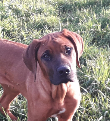 Chiots de race Rhodesian Ridgeback LOF à vendre en France