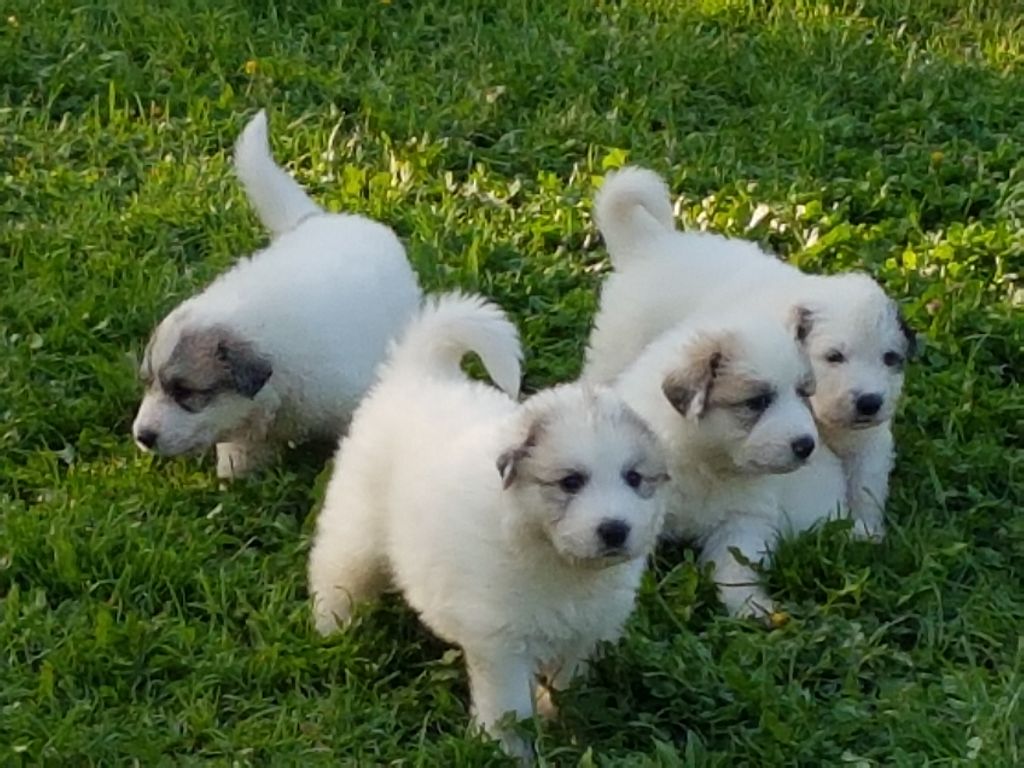 Chiot - Elevage de l'esprit Blanc des Montagnes - eleveur de chiens ...