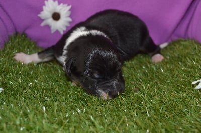 Chiot Border Collie - Collier vert Du Domaine De Louméo