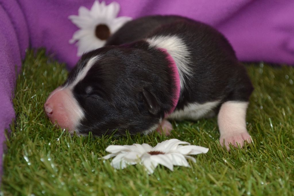 Chiot Border Collie - COLLIER FUSHIA Du Domaine De Louméo