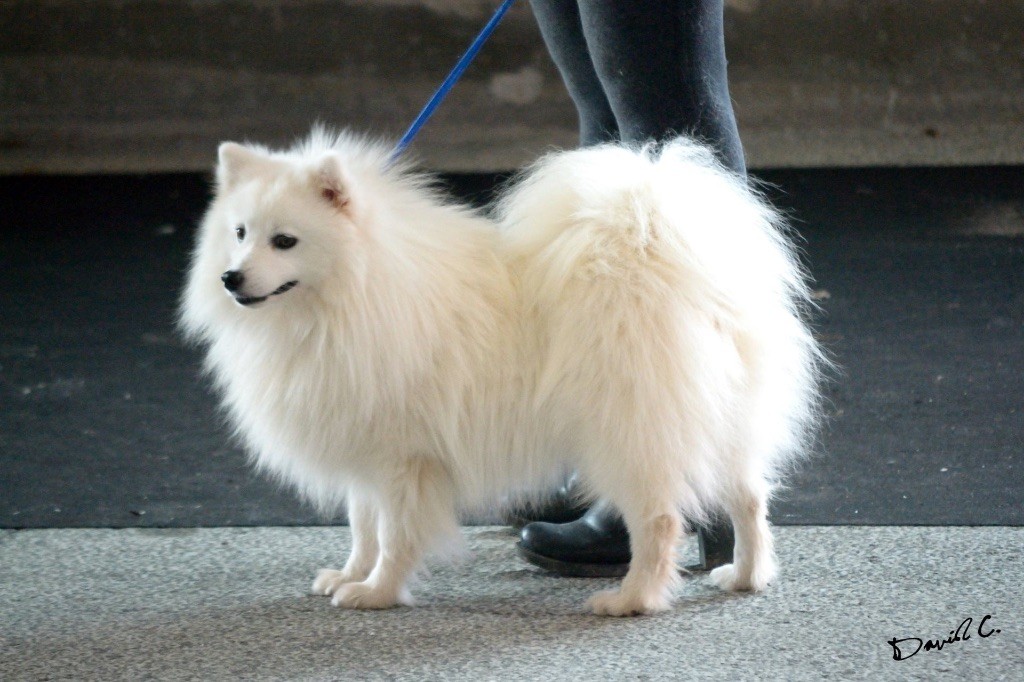 Accueil - Elevage Of White Wolf Bay - eleveur de chiens Spitz japonais