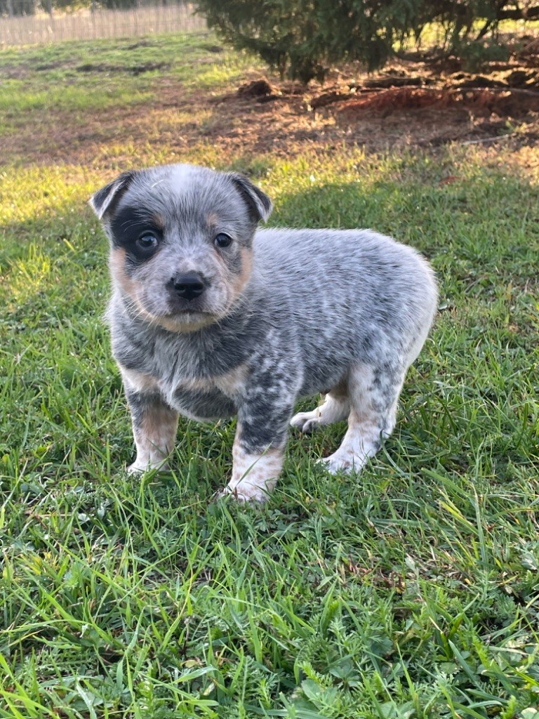 Bouvier Australien Vendre