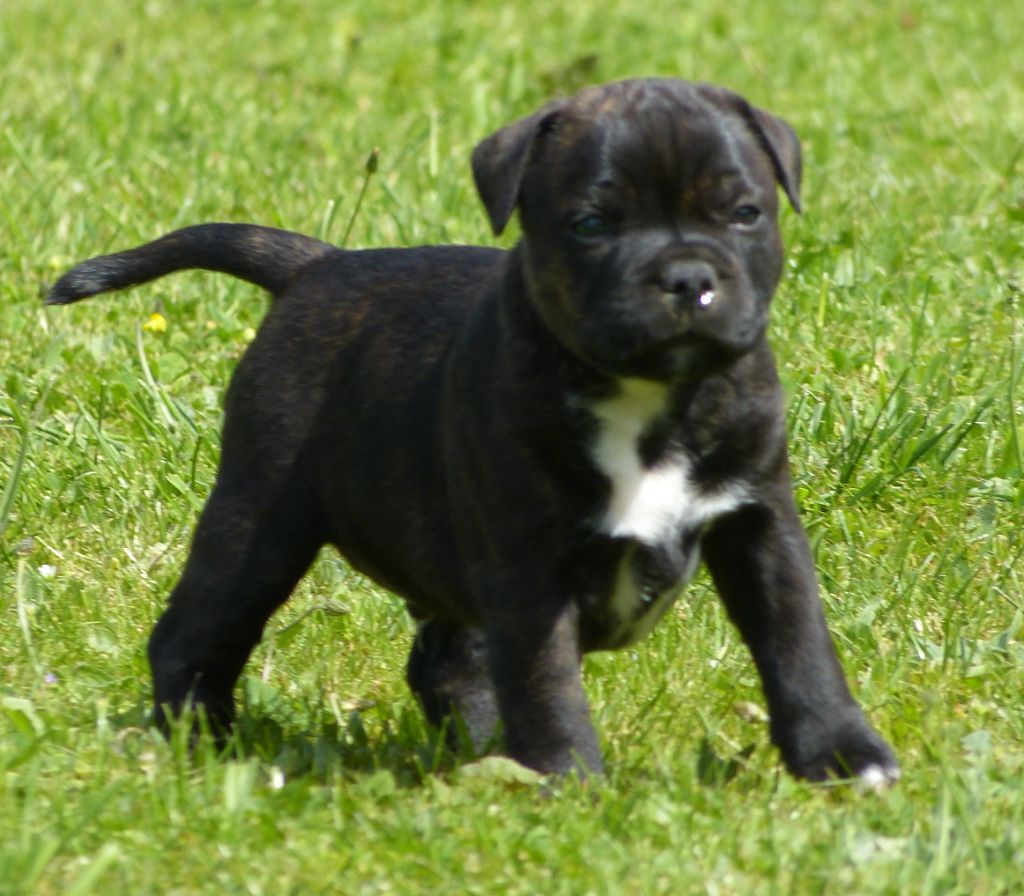 Chiot Staffordshire Bull Terrier - CHIOT Just In Love