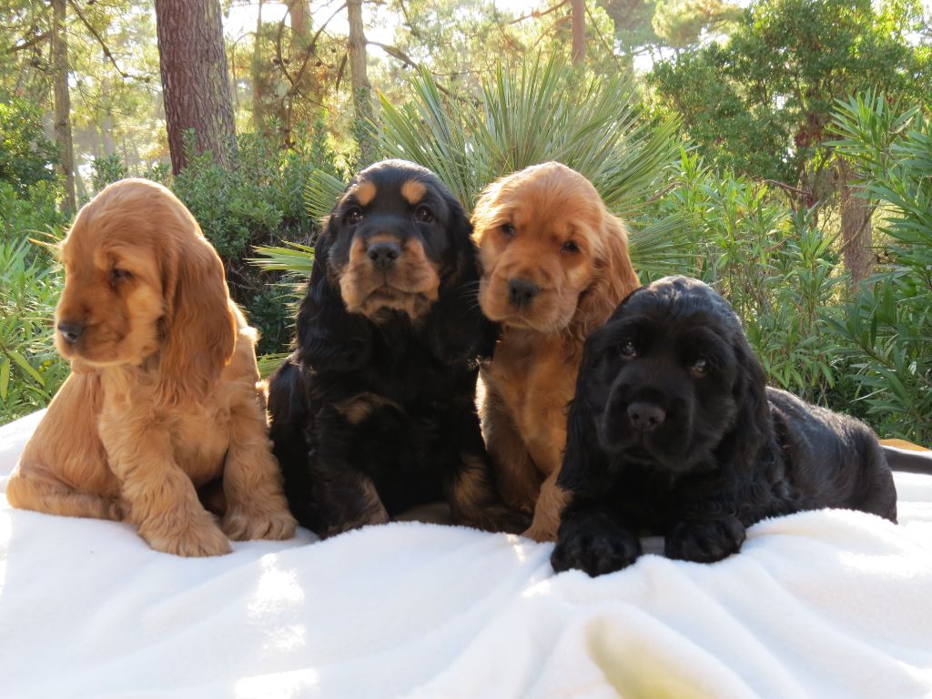 Chiots de la raceCocker Spaniel Anglaisdisponibles sur chiots-de-france