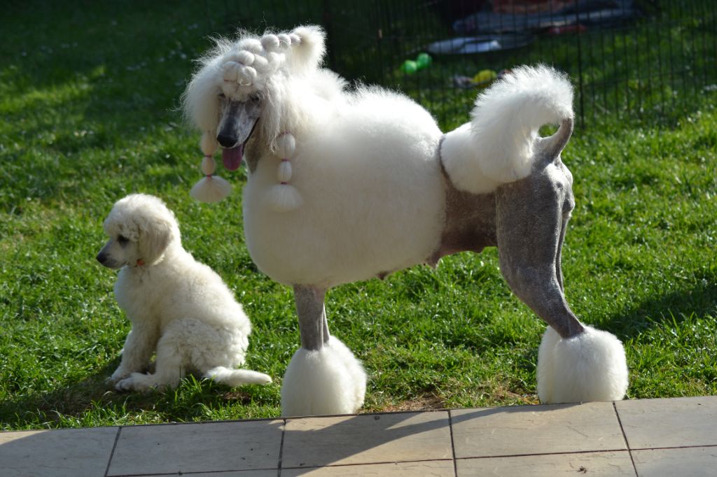 Accueil - Elevage Curly Waves - eleveur de chiens Caniche