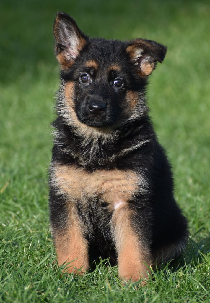 Chiot Berger Allemand 1 Mois