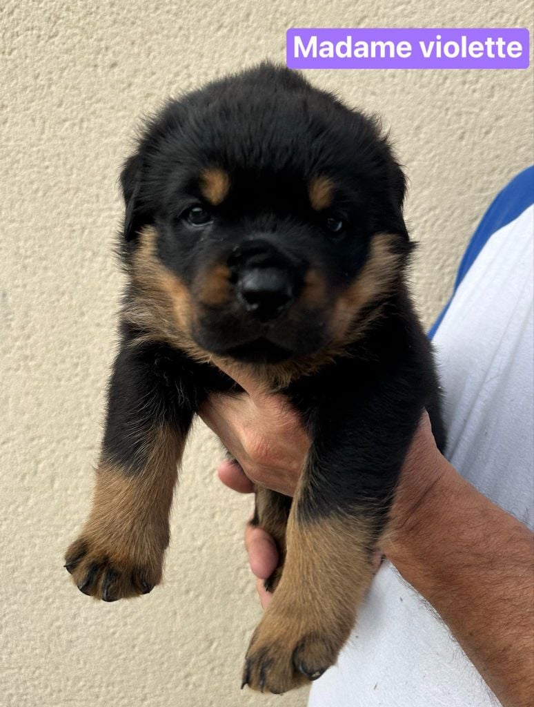Chiot Rottweiler - CHIOT COLLIER VIOLET Die Leidenschaft Vom Hofhund