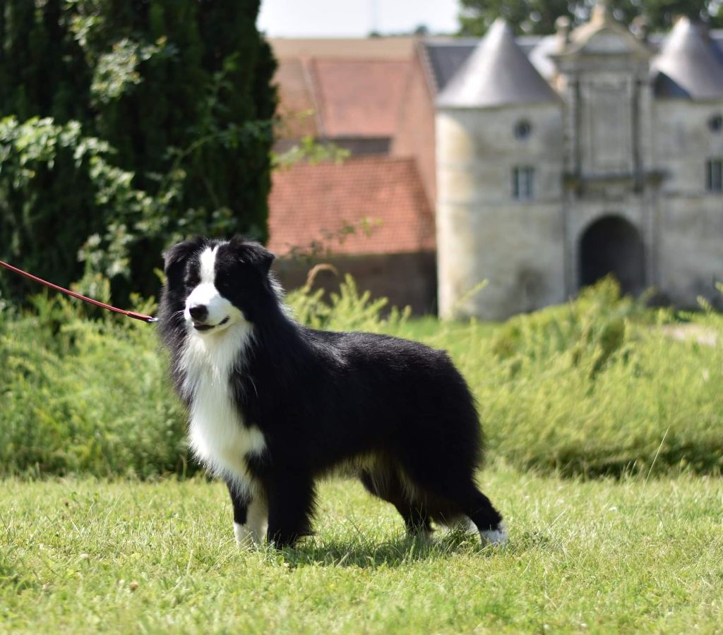 Chien Border Collie CH. Panda dragon's mangrove Of Pacific Spirit