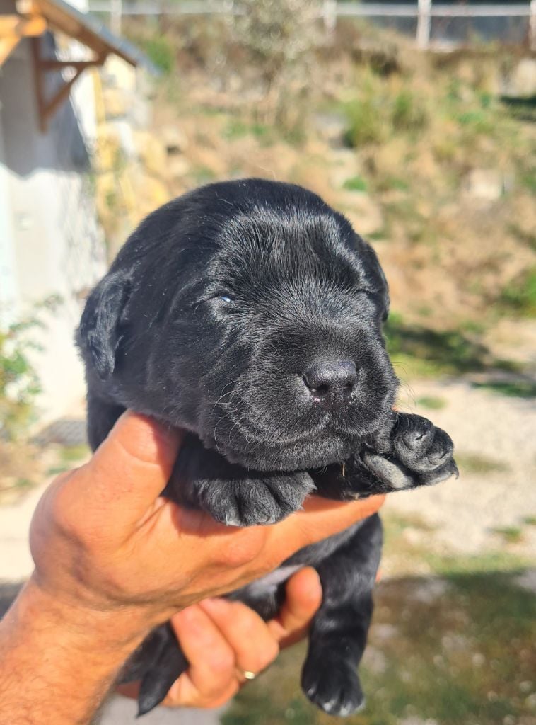 Chiot Labrador Retriever - CHIOT 5 MDG Labs