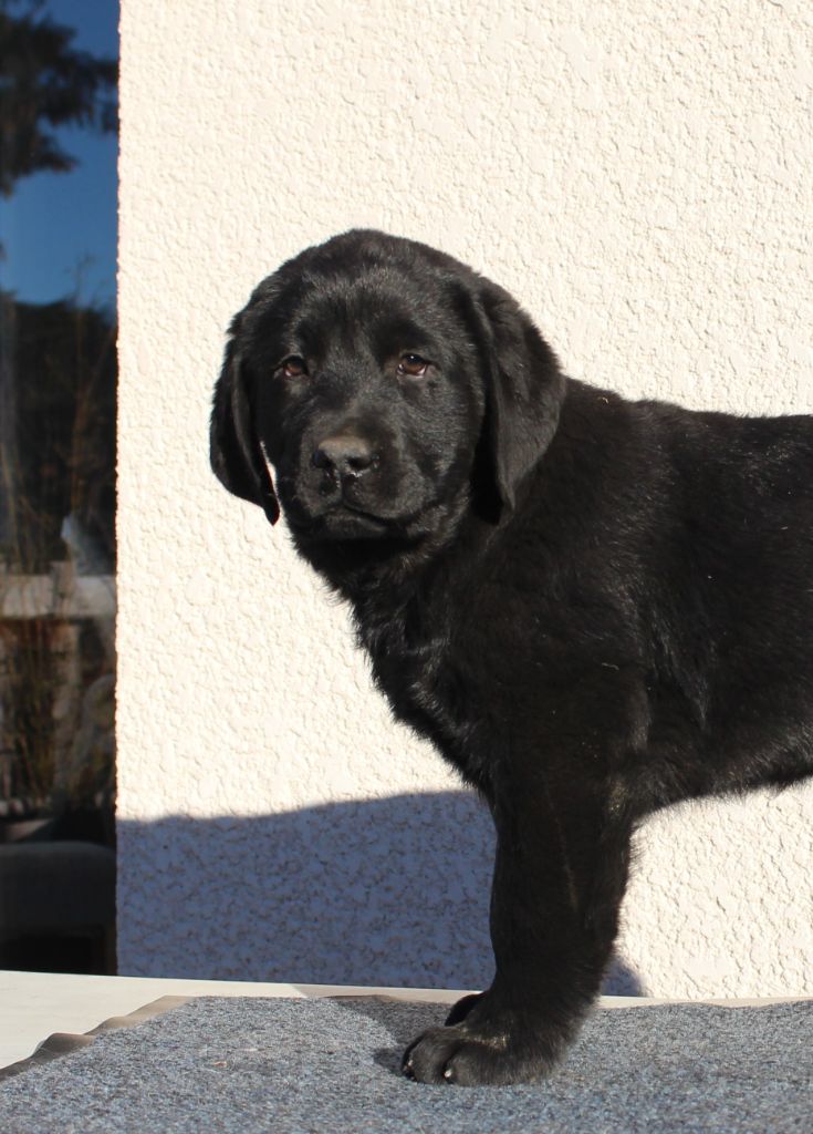 Chiots de la race Labrador Retriever disponibles sur chiots-de-france