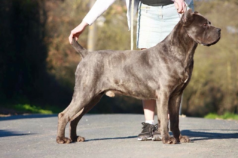 Chien Cane Corso Romeo di casa pretorian