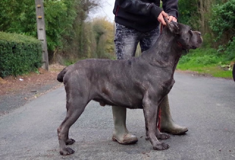 Chien Cane Corso Romeo di casa pretorian
