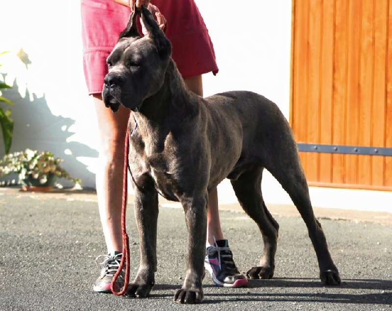 Chien Cane Corso Romeo di casa pretorian
