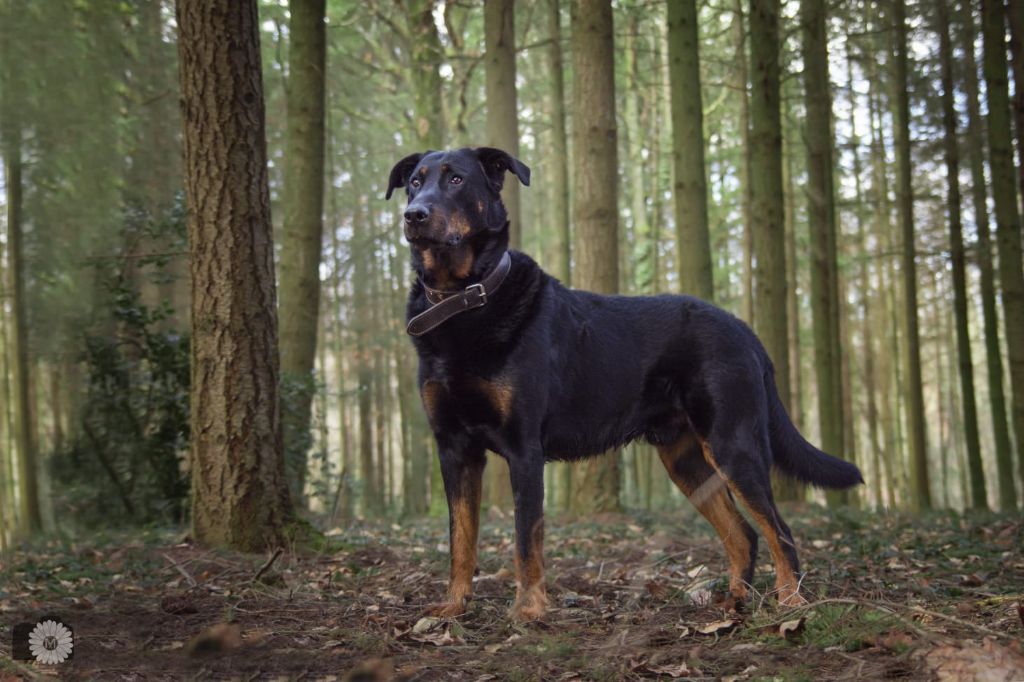 Accueil - Elevage Des Ombres De L'Aube - eleveur de chiens Berger de Beauce