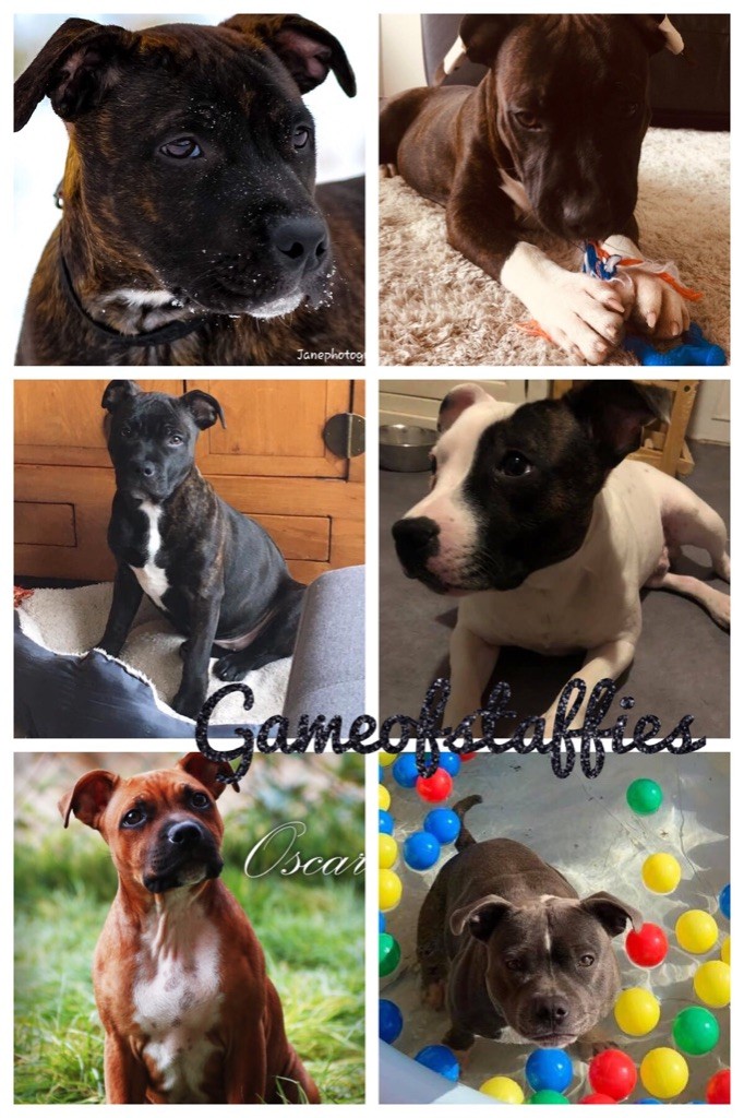 Photo - Elevage Game Of Staffies - eleveur de chiens Staffordshire Bull ...