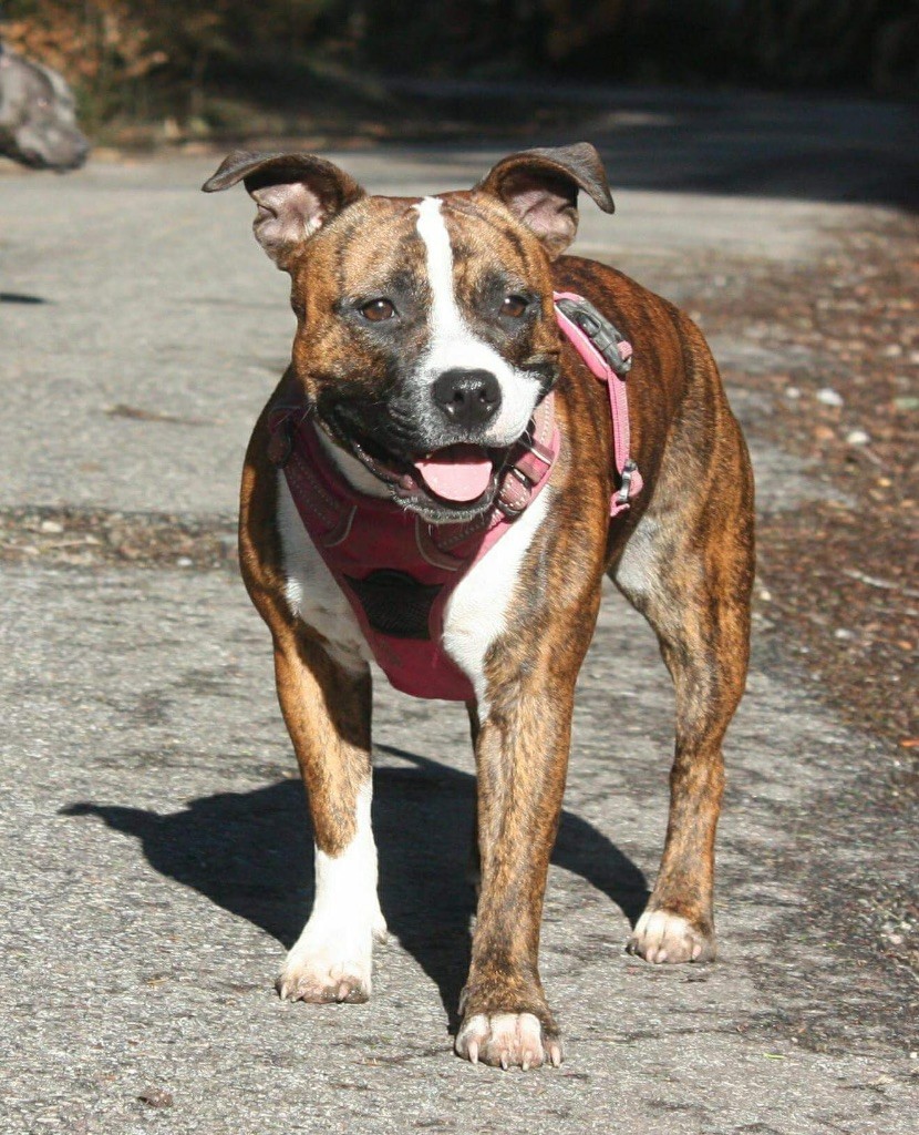Photo - Elevage Game Of Staffies - eleveur de chiens Staffordshire Bull ...