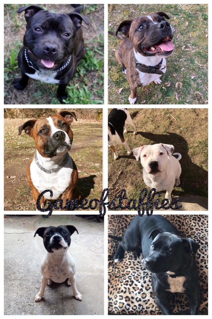 Photo - Elevage Game Of Staffies - eleveur de chiens Staffordshire Bull ...