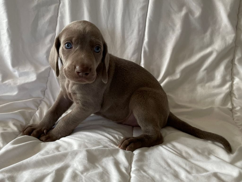 Chiot Braque de Weimar - CHIOT Des Guerriers De Gueule