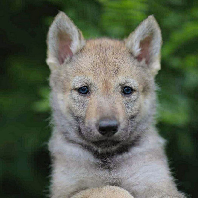 Chiots de race Chien-loup tchecoslovaque LOF à vendre en France