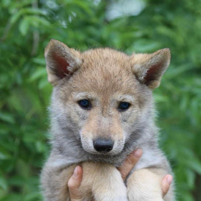 Chiots de race Chien-loup tchecoslovaque LOF à vendre en France