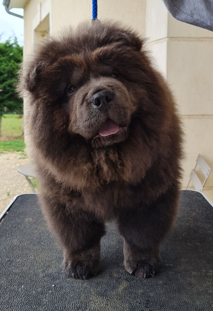 Chiots à vendre - Elevage Famous Dream - eleveur de chiens Chow Chow ...