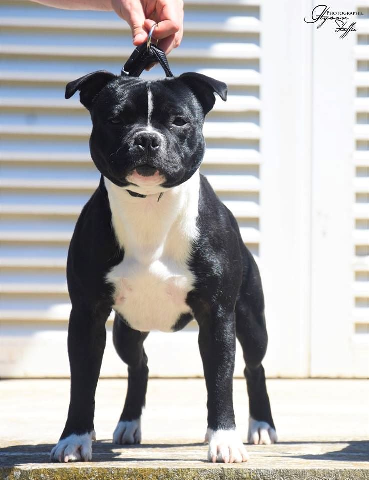 Accueil - Elevage Of Black Lovely Staffie - eleveur de chiens ...