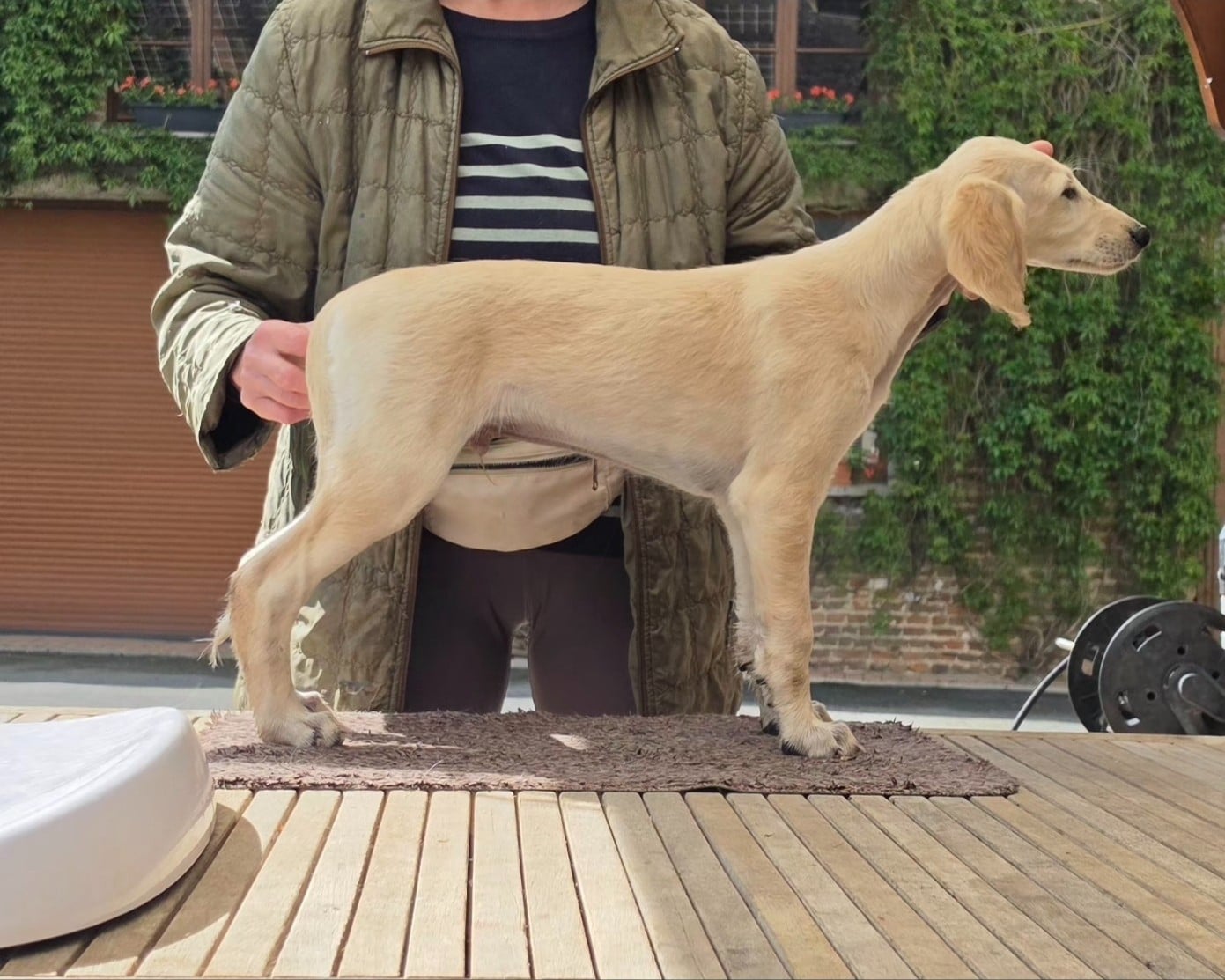 Chiots à vendre - Elevage Lydie Lemmens - eleveur de chiens Saluki - Al ...